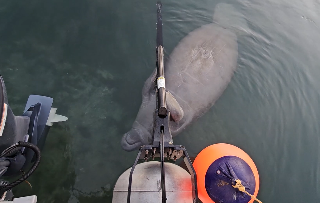 Manatee Hugging Power Pole Swimming With Manatees Crystal River Florida ...