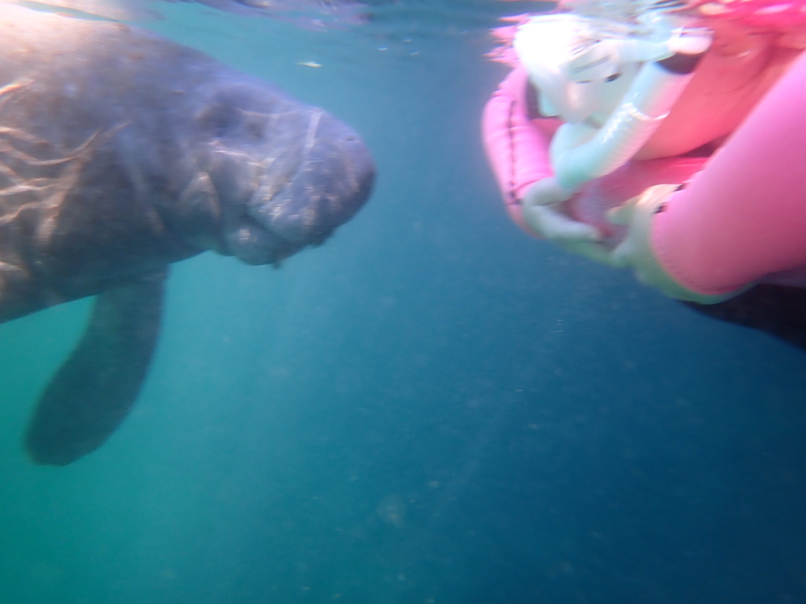 Swim With Manatees Video November 3 2025 10am Tour - Manatee Adventures