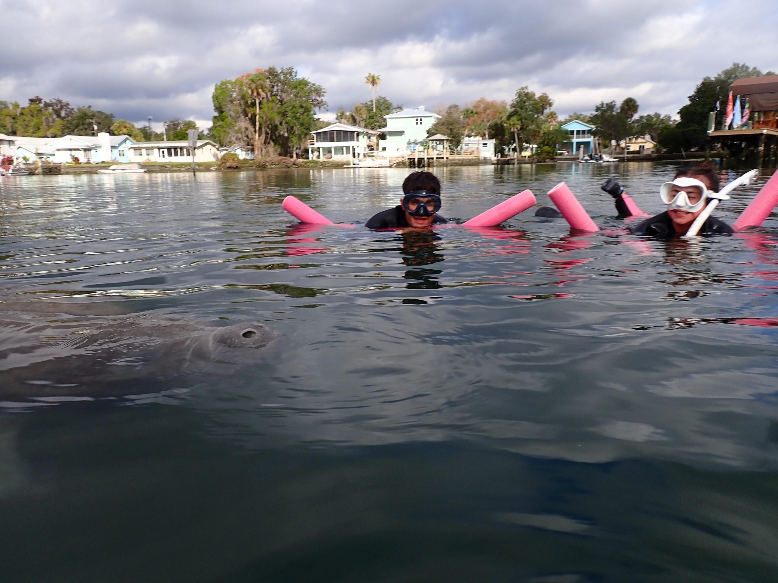 December 3 2025 10am Swim with Manatees Tour Crystal River Florida ...